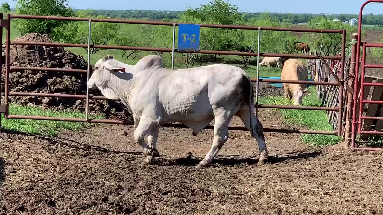 Gray Brahman Bull, #22907 | Cattle for sale - YouTube