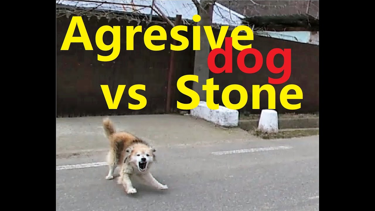 Throwing a Rock at an Aggressive Dog ! Works like MAGIK ! :D - YouTube
