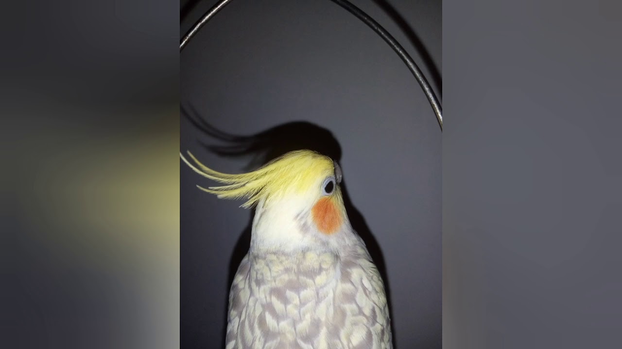 Alex the model - YouTube