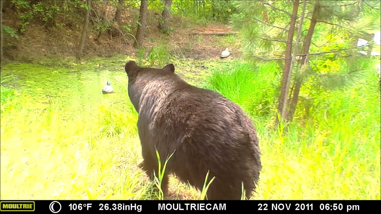bear black with decoy lower pond 14Aug 2021 - YouTube