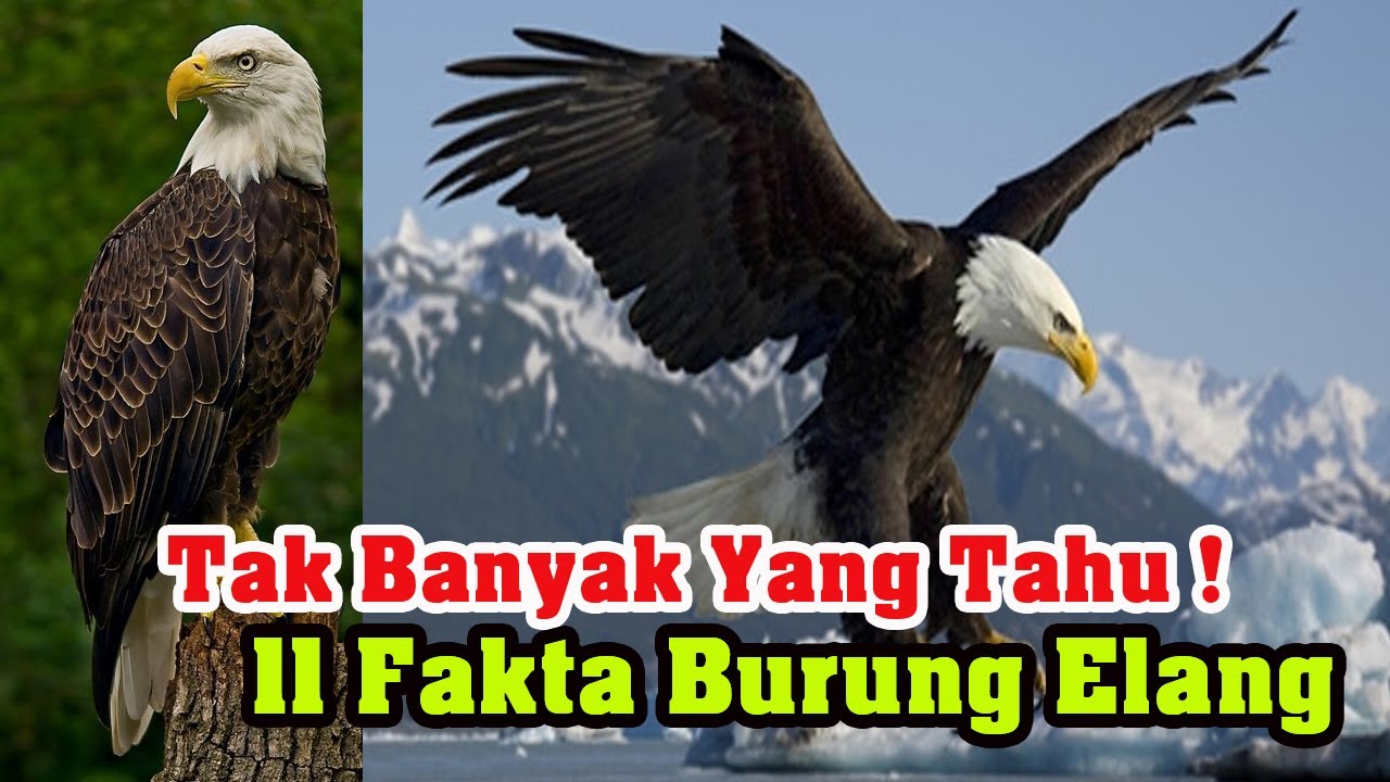 Tak Banyak Yang Tahu! Inilah 11 Fakta Burung Elang Sebagai Penguasa ...