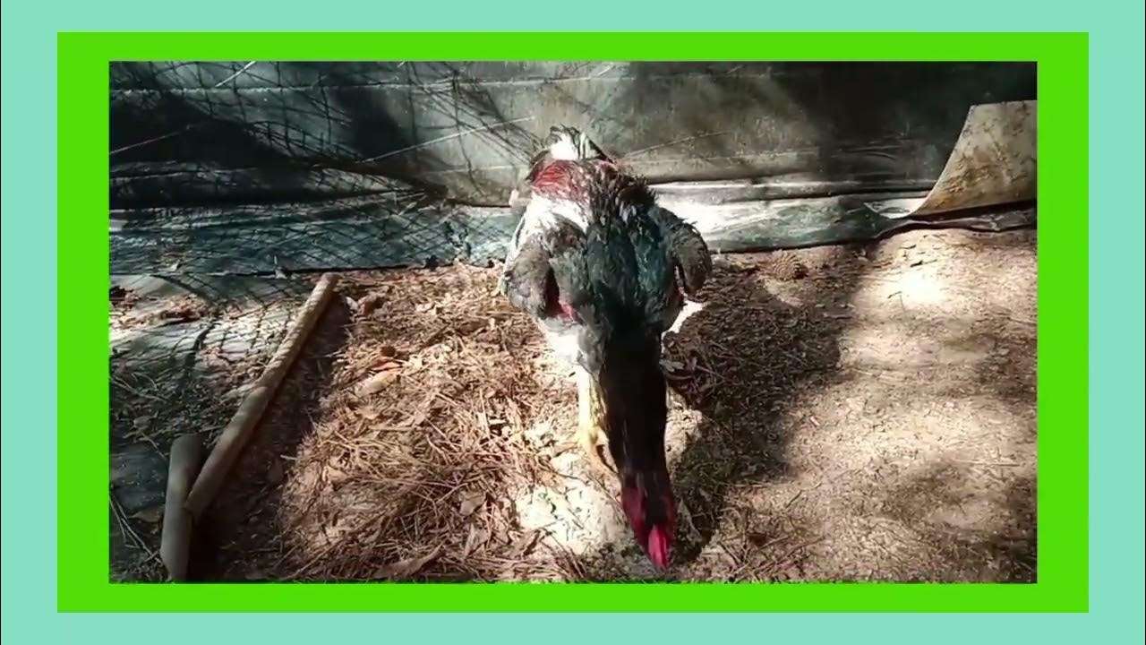 Noob Qaib Ej - YouTube