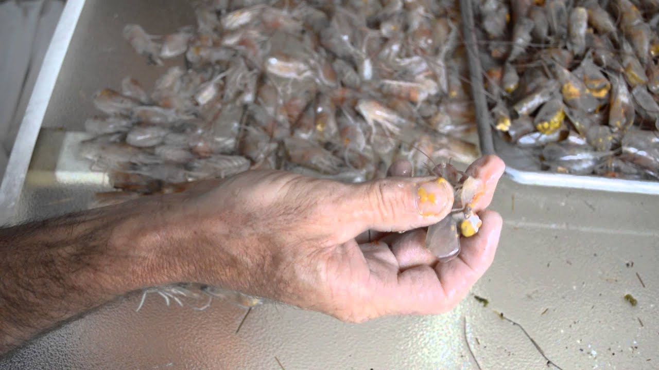 sea spiders (actually shrimp heads) - YouTube