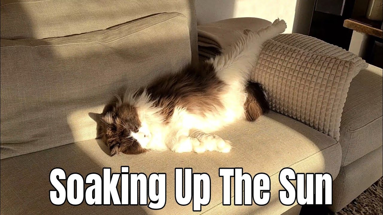 Cat Enjoys Evening Sun| Ultimate Relaxation (ASMR) - YouTube