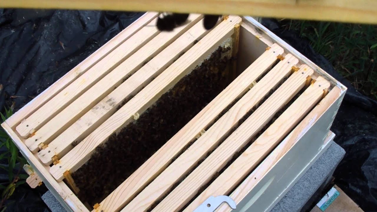 A look in the hive frame by frame. - YouTube