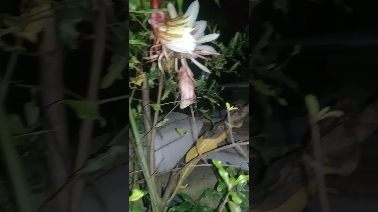 bunga mekar di malam hari pada siang hari akan layu//tumbuh setahun ...