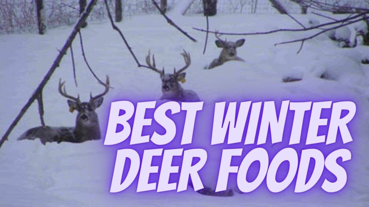 What are the Best Winter Deer Foods - YouTube