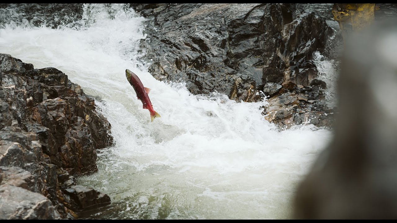 Pacific Salmon Foundation | Bridge River Rapids Project - YouTube
