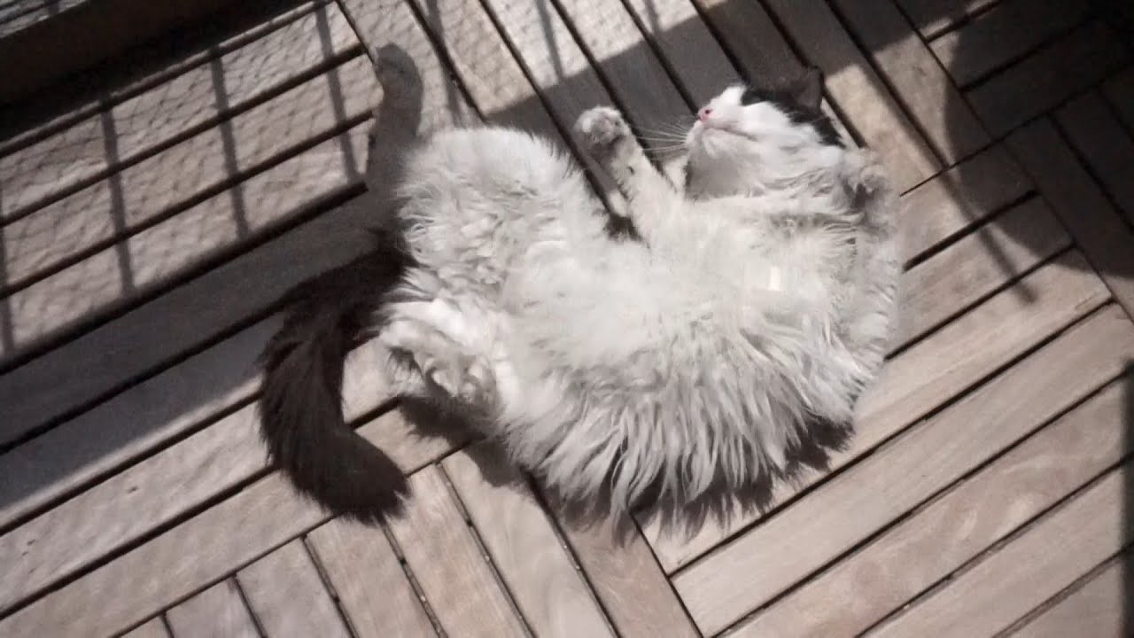 Cat hugs, happy cat meowing video, cute cats - YouTube