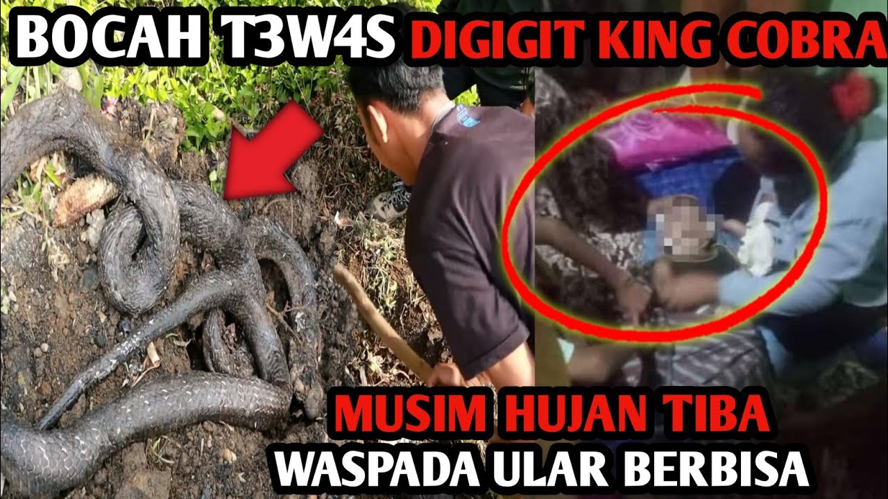 VIRAL!!! TANGAN BOCAH DIGIGIT ULAR KING COBRA DIDALAM LUBANG! MUSIM ...