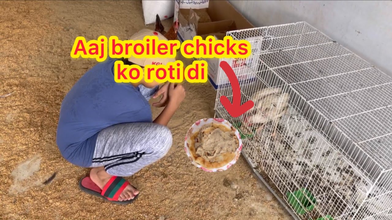 Saray choozon ko roti bhigo k di | Broilers nay boht shoq say khai roti ...
