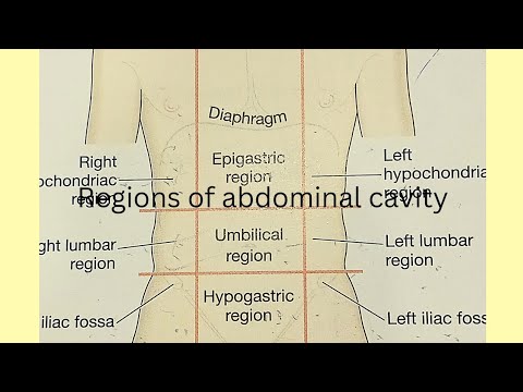 Regions of abdominal cavity/region of abdomen/region of abdomen pain ...