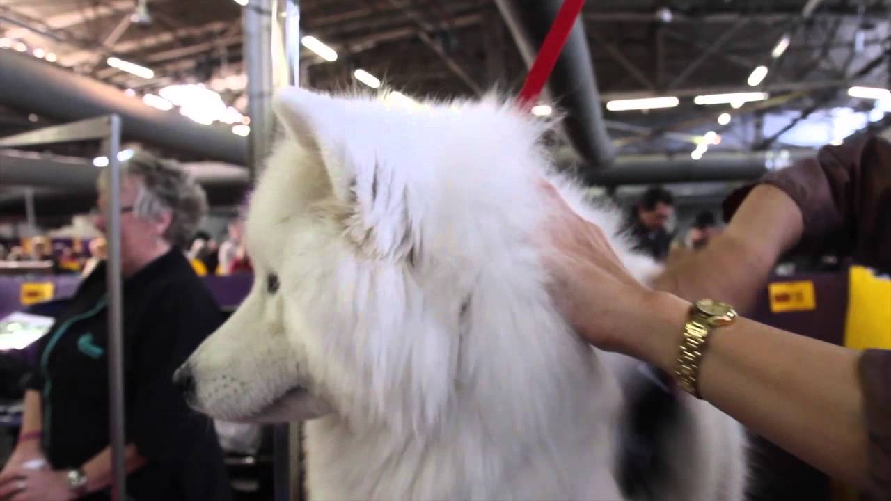 The Smiling Samoyed - YouTube