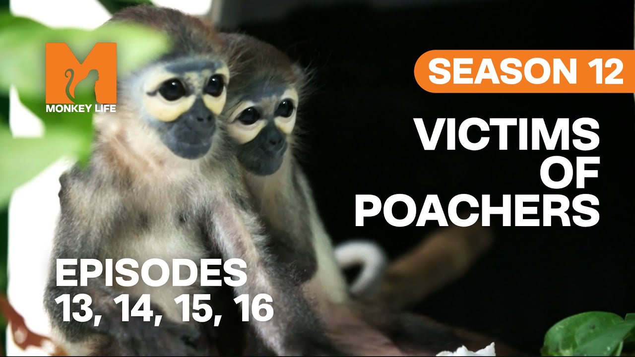 Victims Of Poachers in Monkey Life | S12 E13, 14, 15 & 16 | Full ...