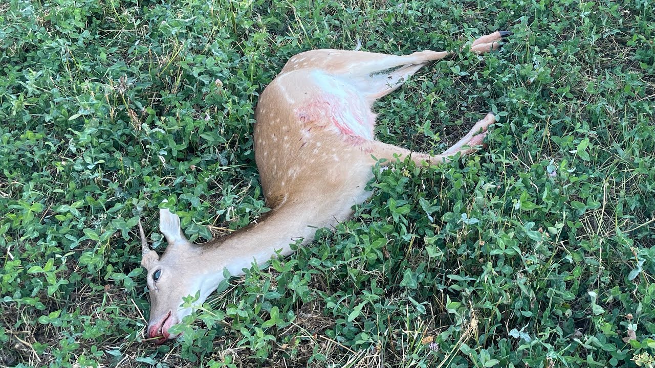 Fallow Pricket Down! - YouTube