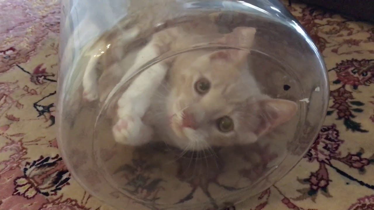 Kitten loves to stay inside glass jar - YouTube