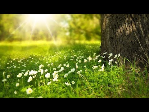 1 minute to heaven...Nature beauty.... Relaxing music 🎶