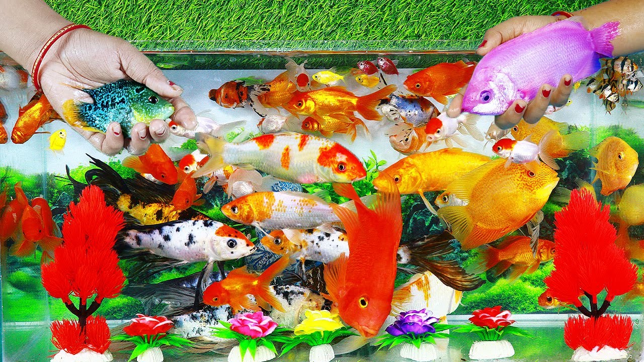 King Kong parrot goldfish beeta milky carp Japanese koi carp fishing ...