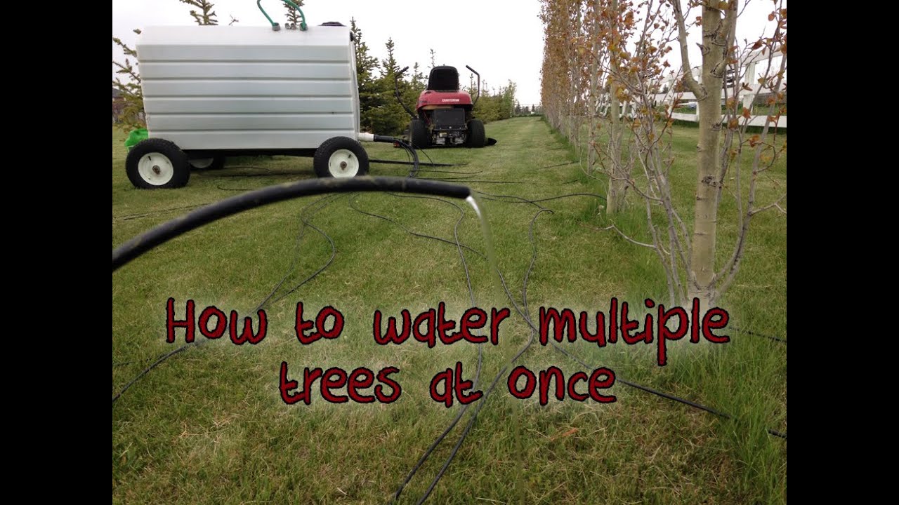 How to water 12 trees at once - portable gravity fed system - YouTube