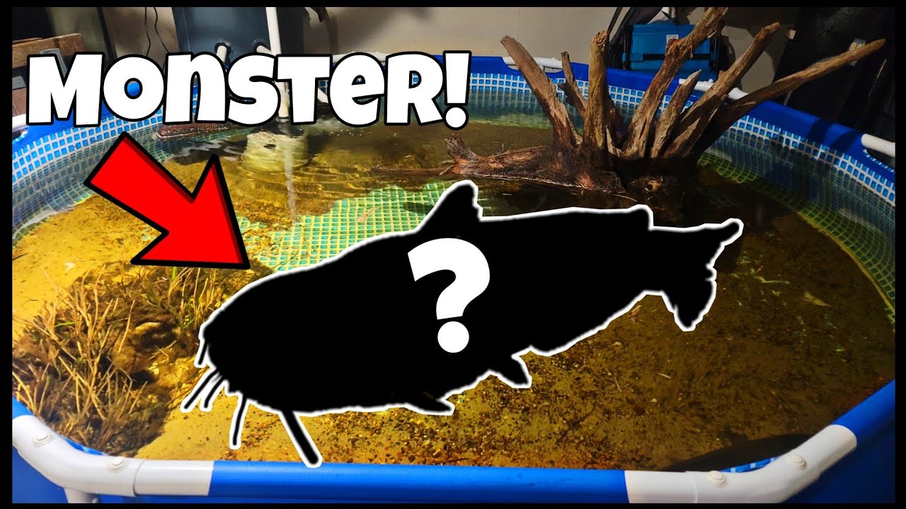 Feeding Catfish! 15 Pound MONSTER Catfish In Pool Pond! - YouTube