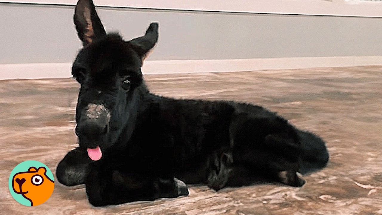 House Donkey Sleeps Next To Man And Asks For Bottle Time | Cuddle ...