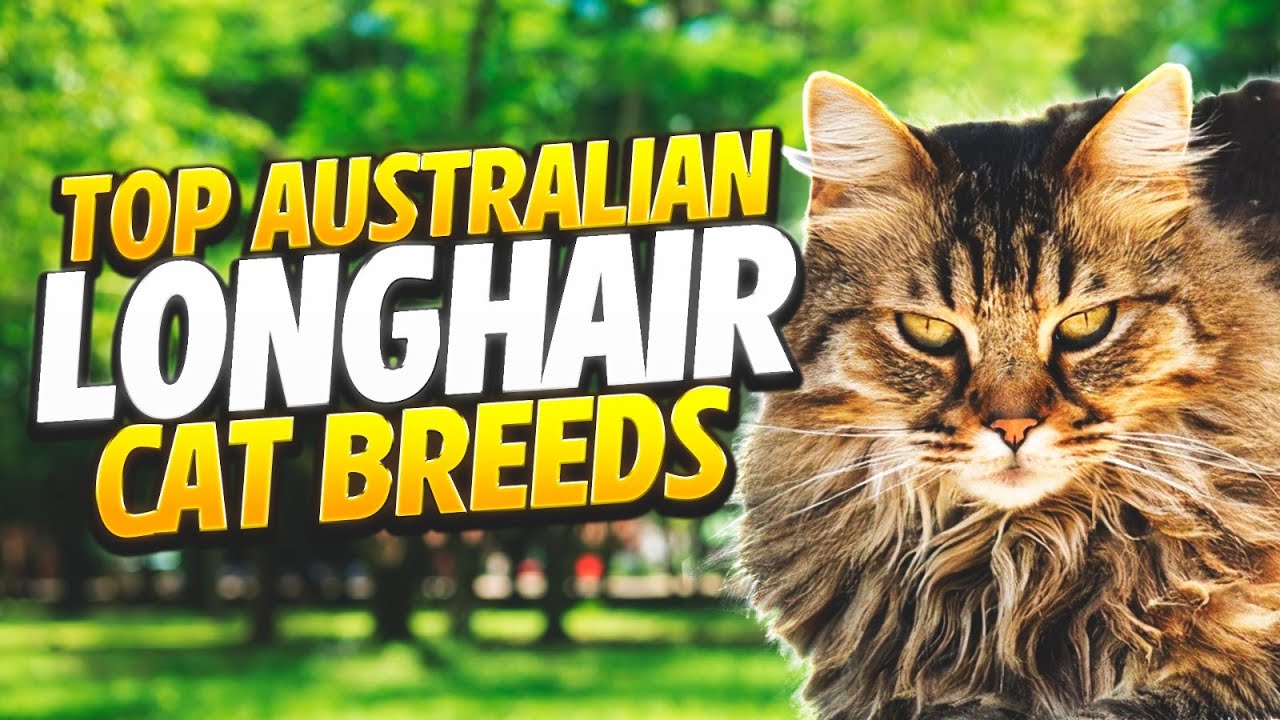 Top Australian Longhair Cat Breeds - YouTube