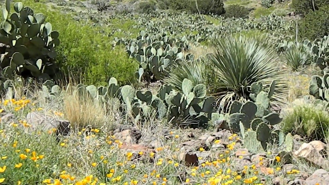 NEW MEXICO WILDFLOWERS & LONGHORNS - YouTube