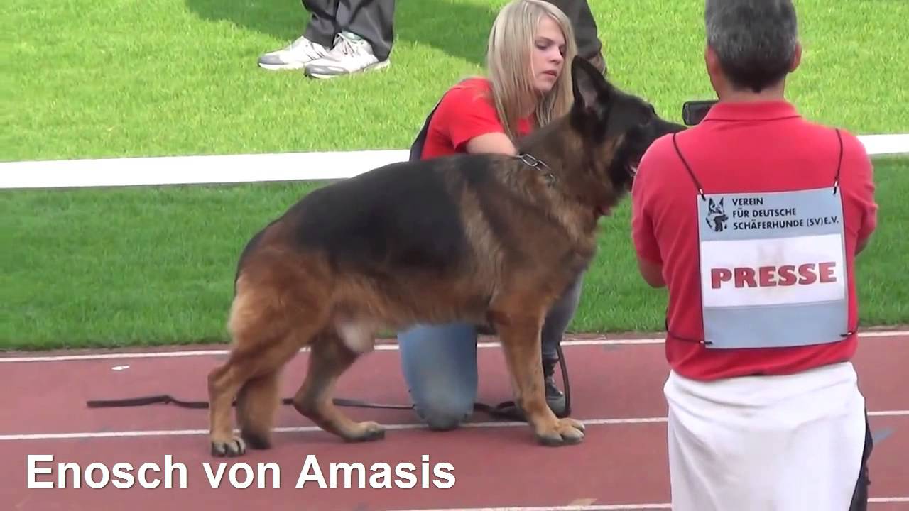 Pastor Alemán Enosch von Amasis - YouTube