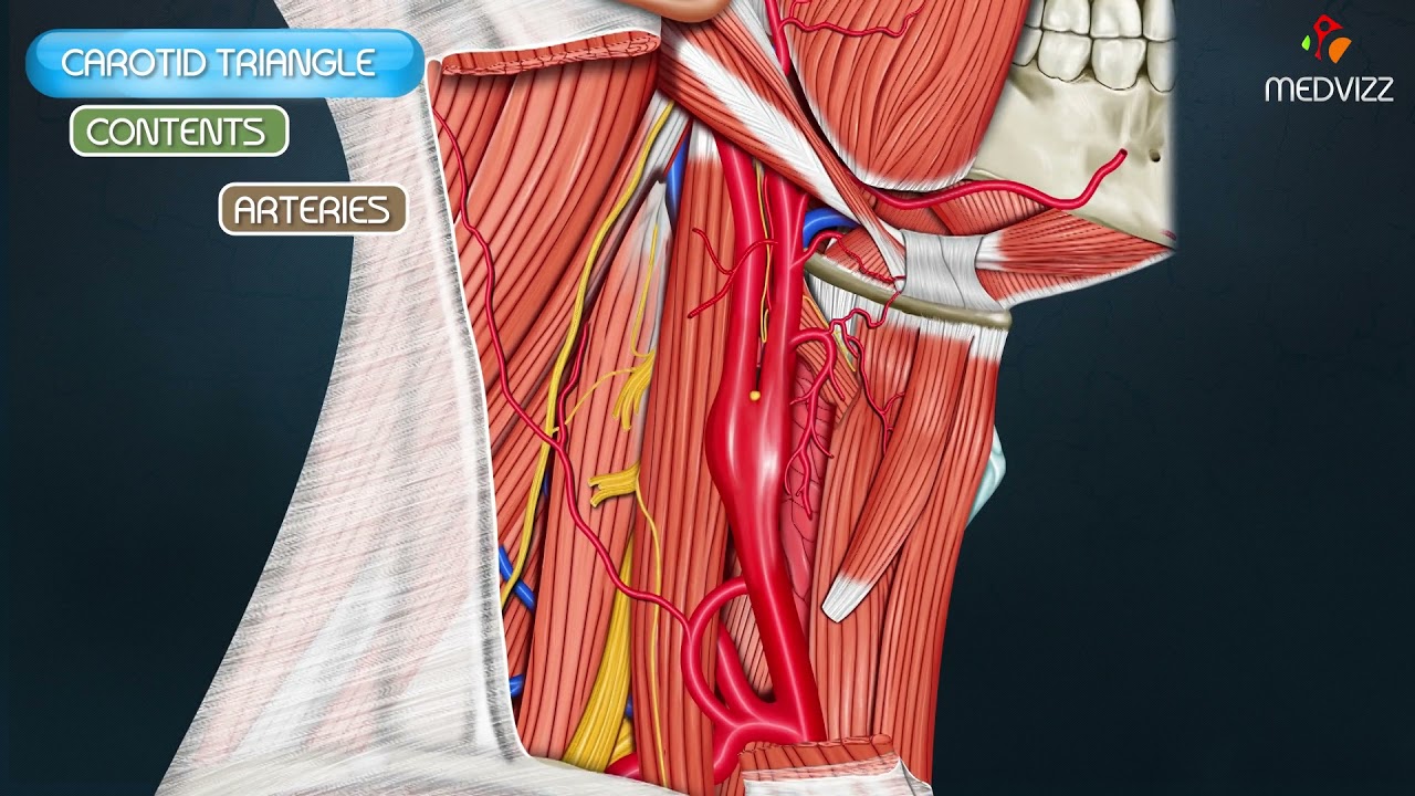 Carotid Triangle (Animated Video) - YouTube