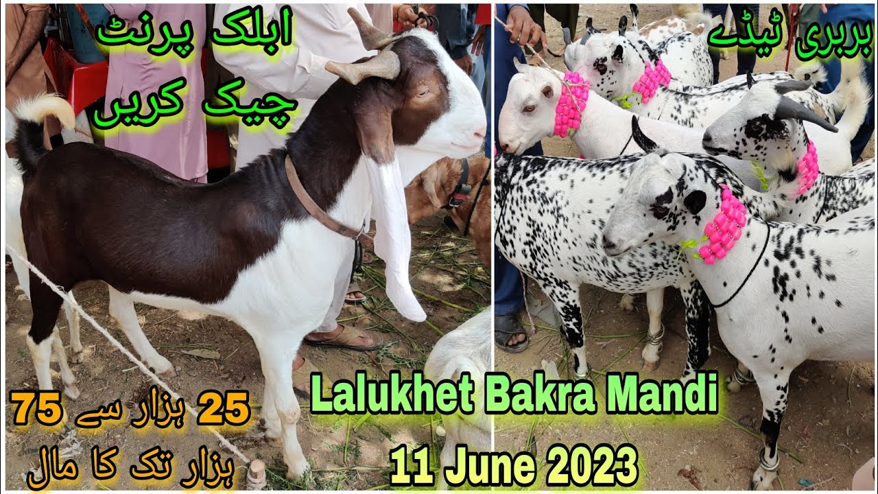 Lalukhet Bakra Mandi 11 June 2023. 25 Hazar se 75 Hazar Tak K Bakrey ...