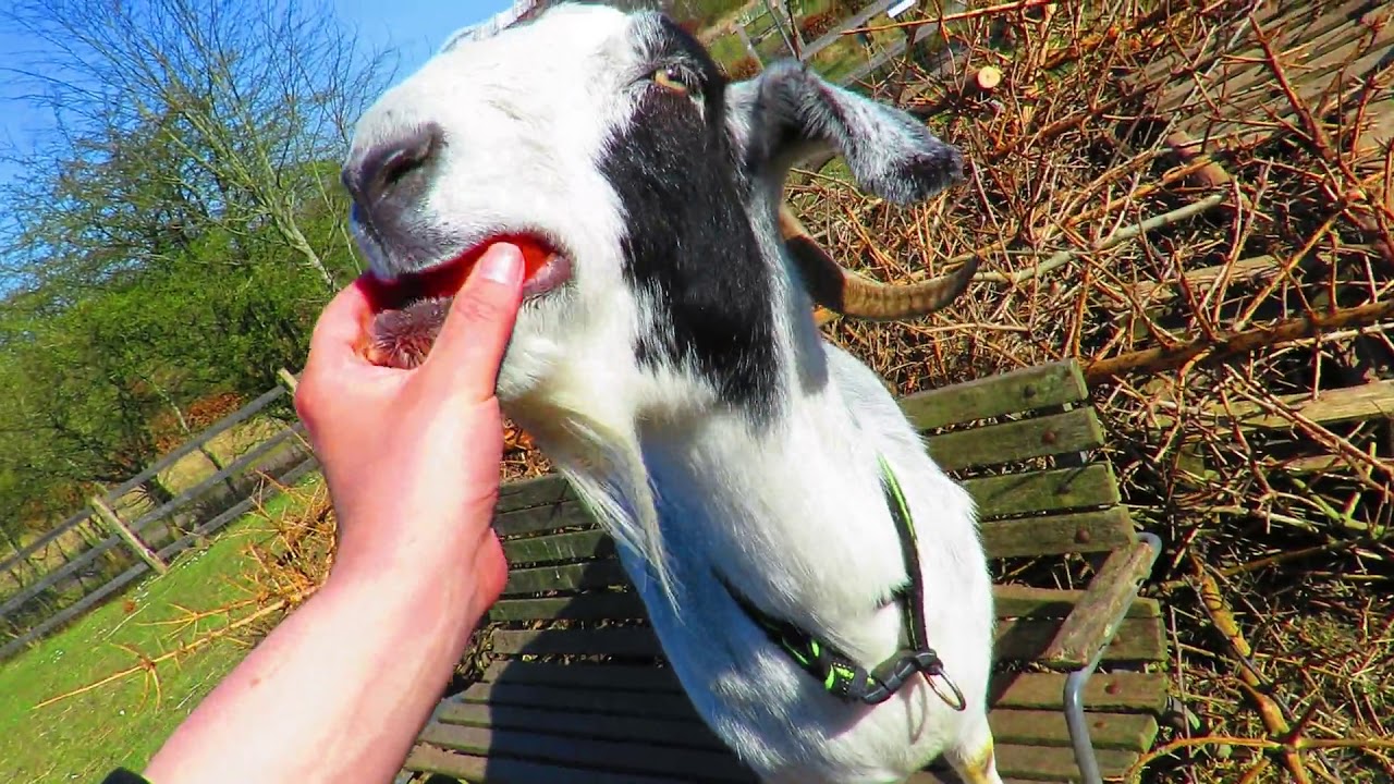 goatlog: Sunshine goat times (2020-04-06) - YouTube