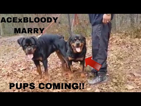 Live breeding, AI Ultra sound and more. (Exotic merle frenchies and ...