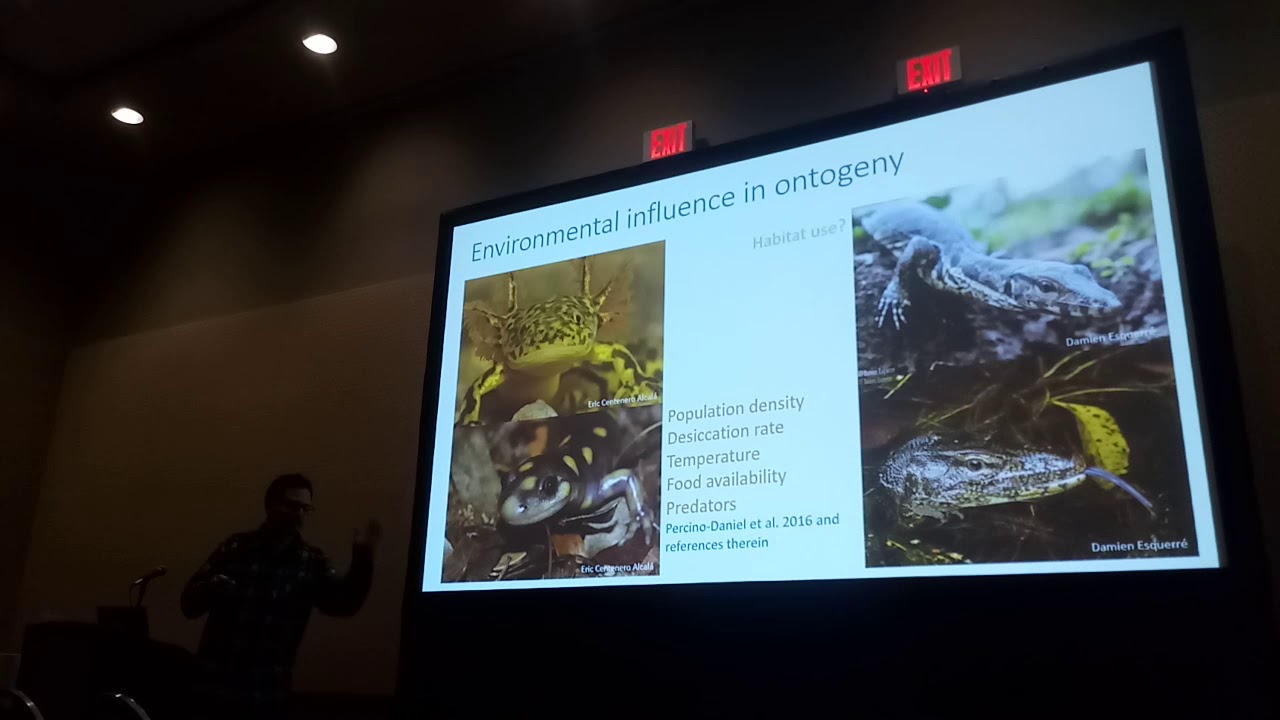 Vazquez: The Evolution of Ontogeny in a Lizard Family containing Dwarf ...