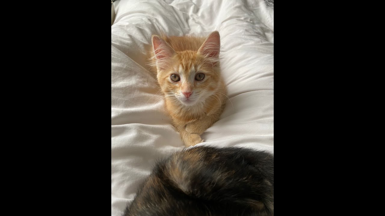 Cutest Kitten! - Cheeto - Compilation - YouTube