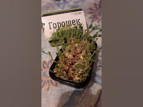 Микрозелень. Горошек. 10 дней. Видео 9. - YouTube