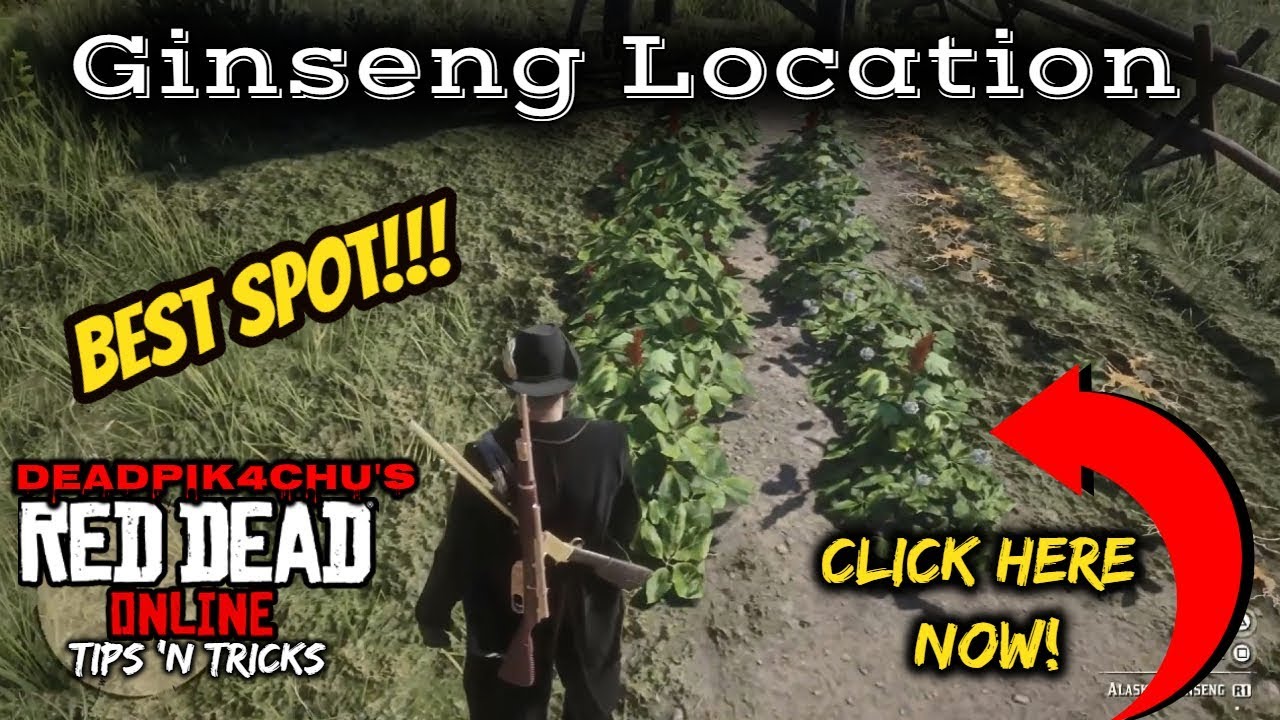 Ginseng Location (Best Spot!!!) | deadPik4chU's Red Dead Online Tips ...