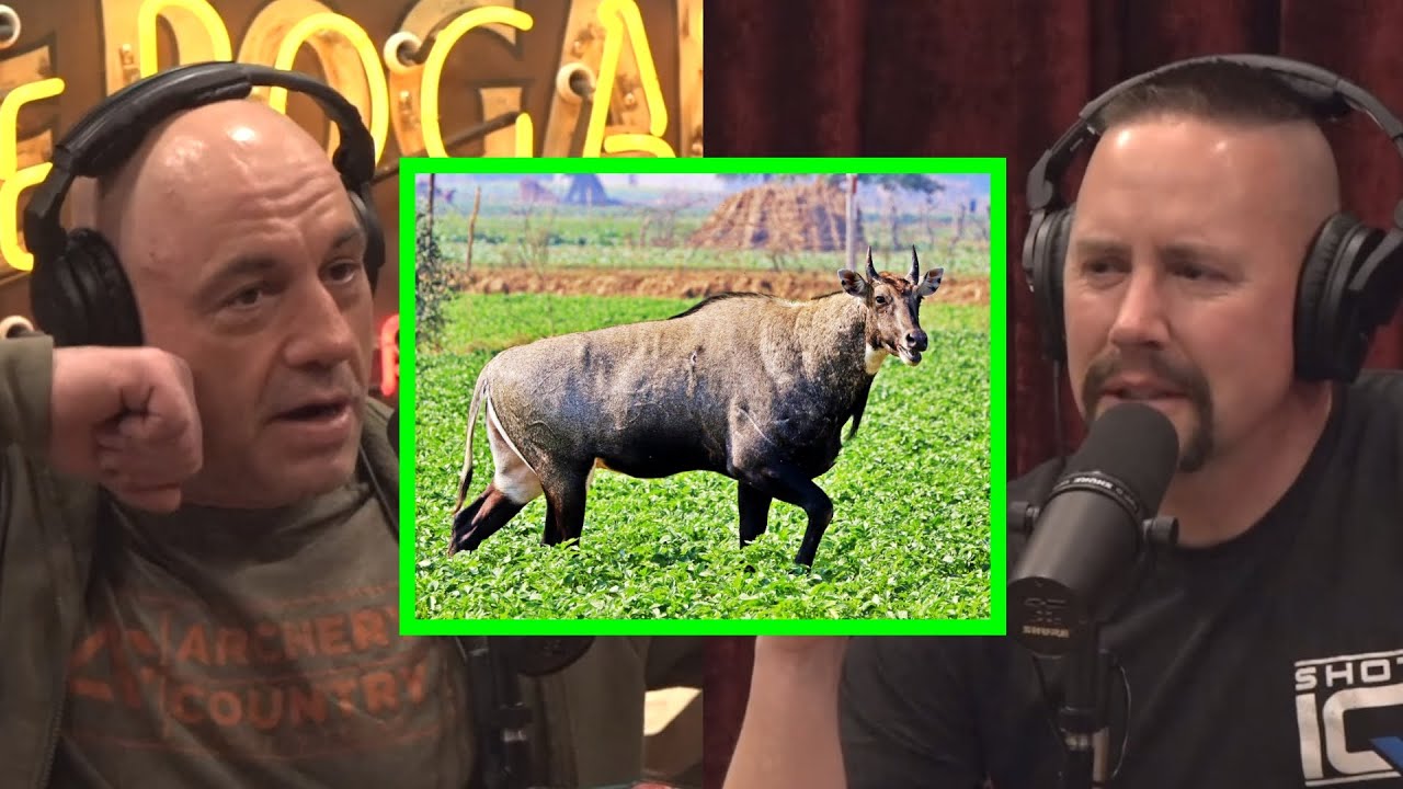 Joe Rogan - One Time Hunting Nilgai - YouTube