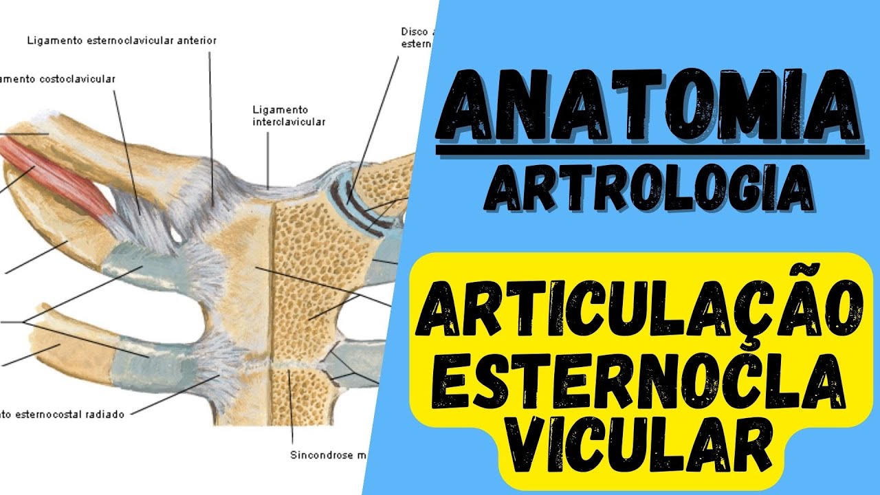 Articulação ESTERNOCLAVICULAR! Anatomia: Classificação, ligamentos e ...