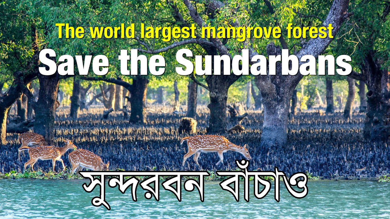 Poem - Save the Sundarbans | একটি কবিতা - সুন্দরবন বাঁচাও - YouTube