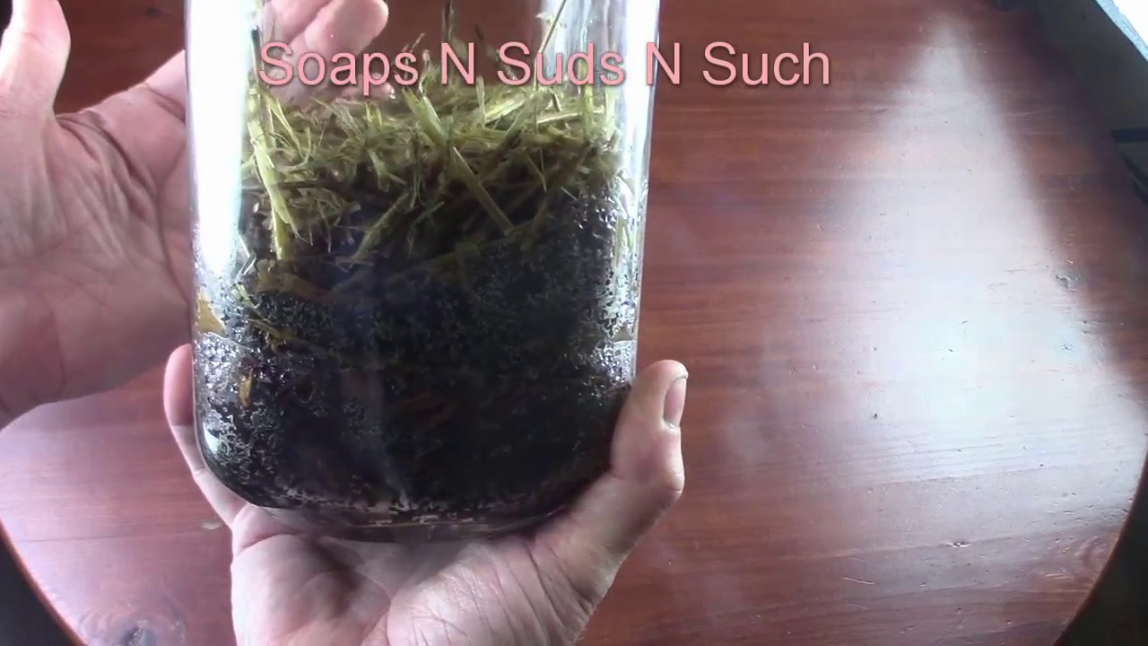 How to grow white button mycelium in a jar - UPDATE - YouTube