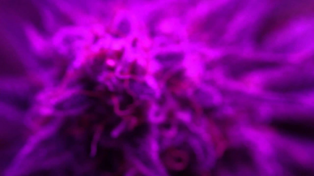 Penetrator 336x-PRO - Emerald Triangle Trinity Kush - Day 49 Flower ...