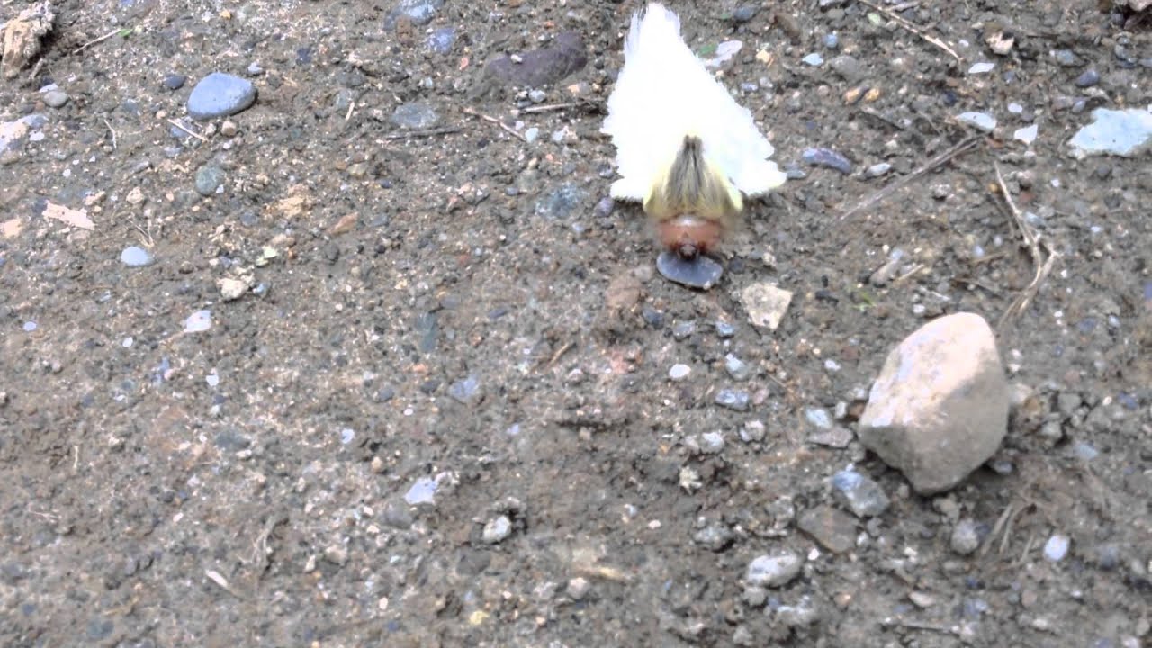 Gusano pachon oriente ecuatoriano - YouTube