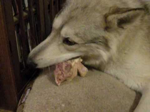 Our wolf hybrid Shiloh eating a raw Chicken Quarter - PreyModelRaw.com ...