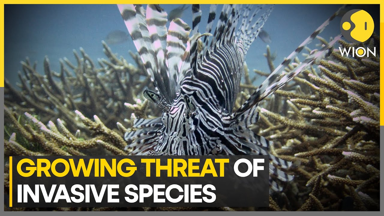 Climate change fuels the invasion of alien species | World Latest News ...