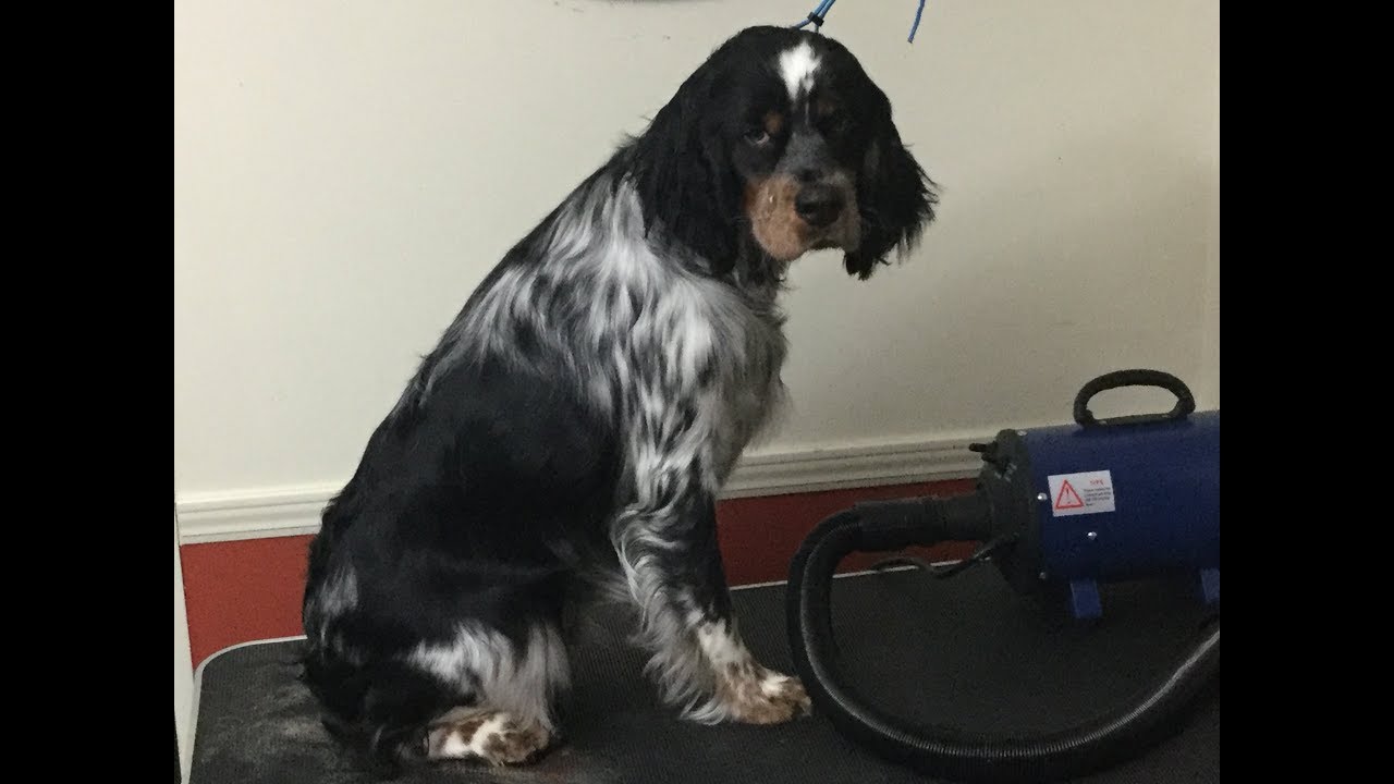 Grooming Our English Springer Spaniel Puppy - YouTube