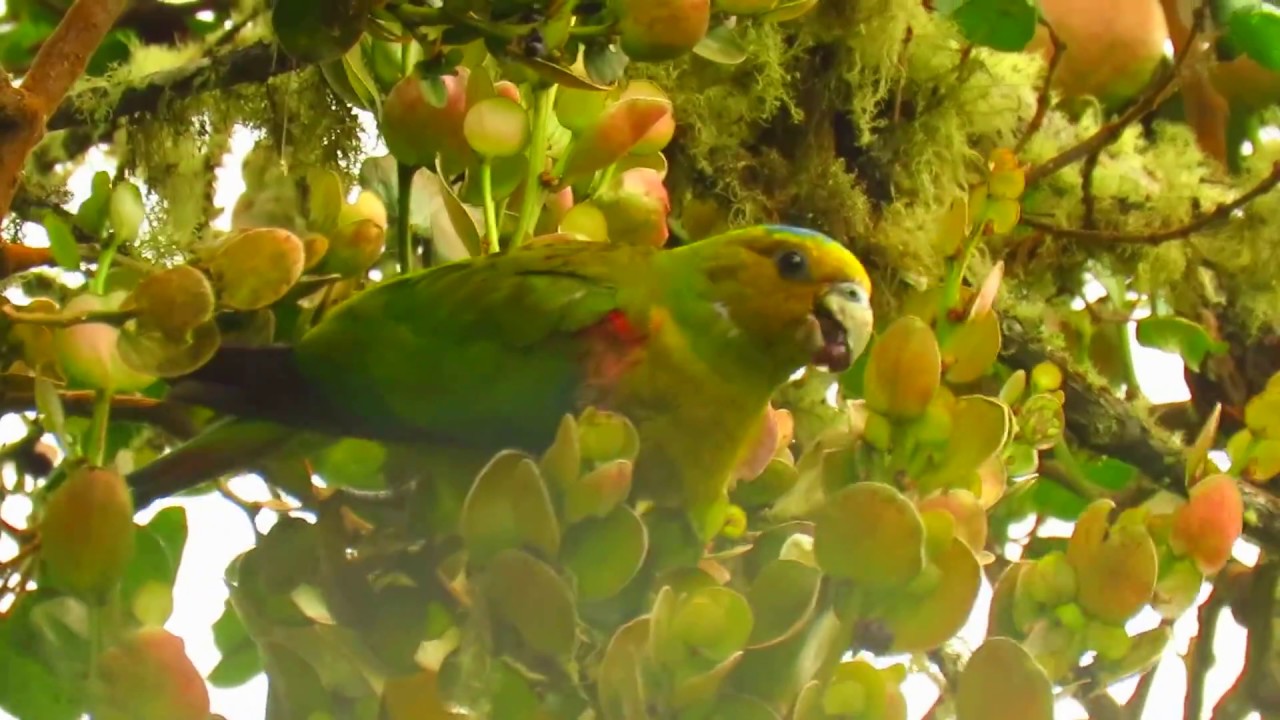 endemic, Indigo-winged Parrot, Hapalopsittaca fuertesi, Giles Fuertes’s ...