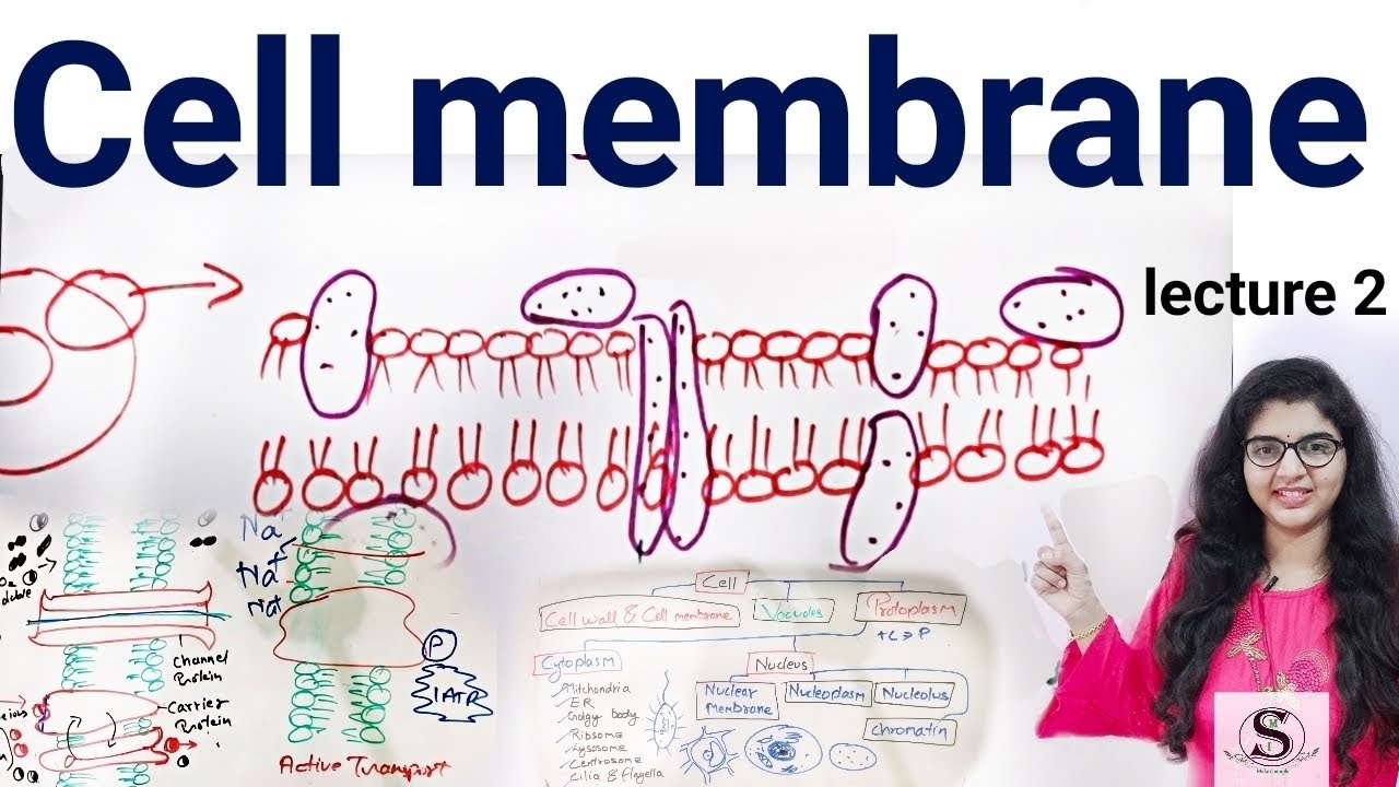 Cell membrane structure & functions / plasma membrane, cell transport ...