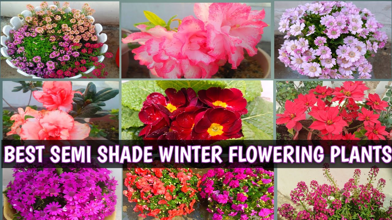 BEST SEMI SHADE LOVING WINTER FLOWERING PLANTS | SEMI SHADE WINTER ...