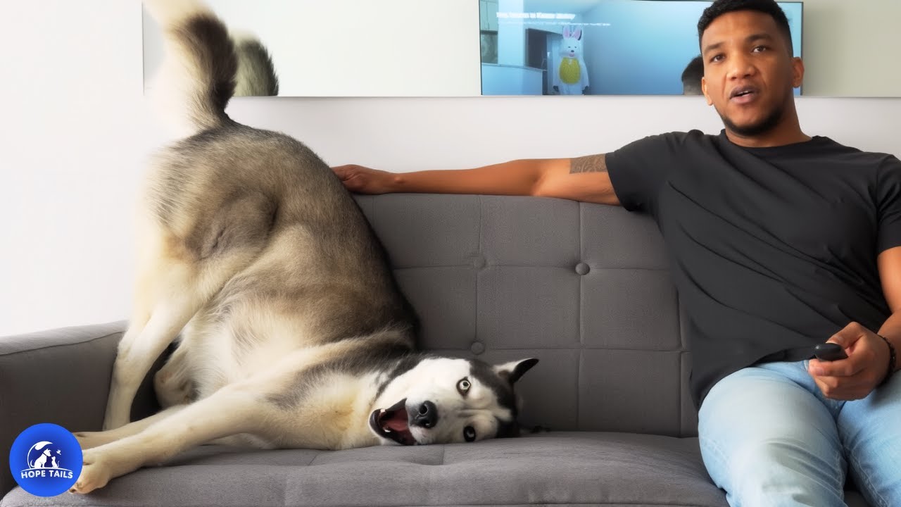 This Husky Was Rescued And His Howls Made Everyone Laugh - YouTube
