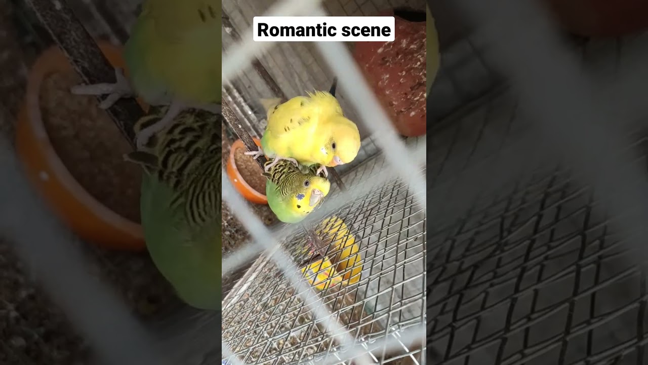 Romantic Scene Youtube